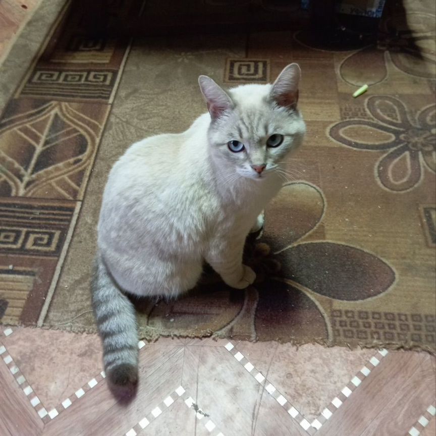 Тайская кошечка останется одна