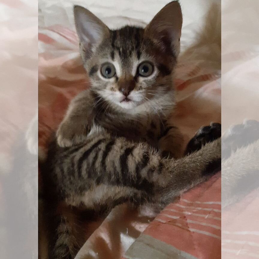 Котя помесь шотландские