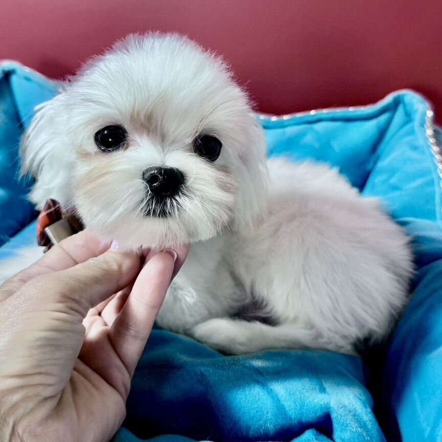 Мальтийская болонка, щенок