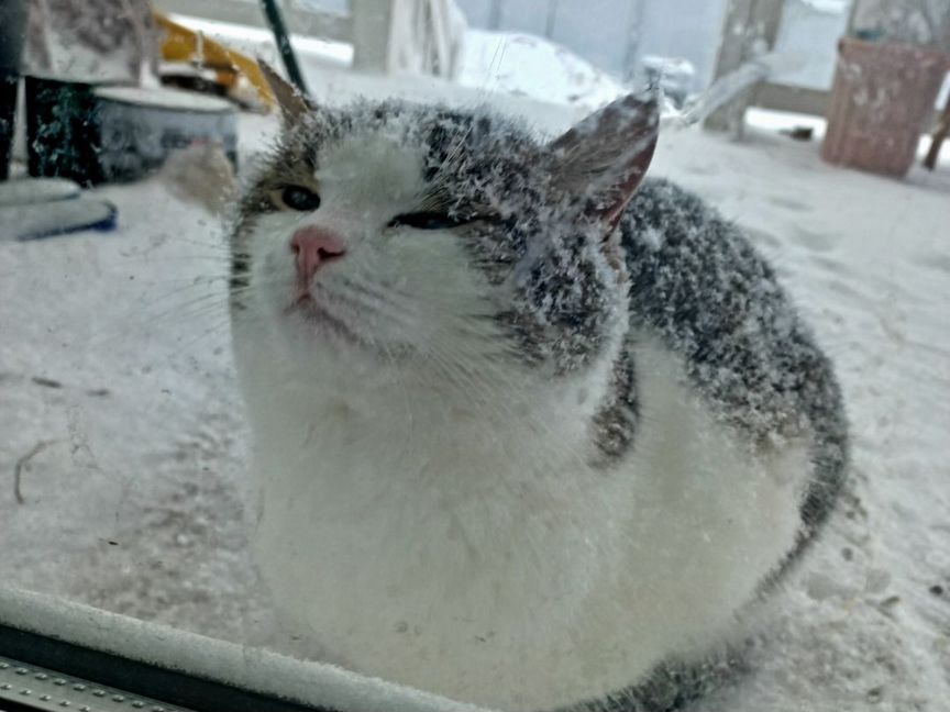 Пристраивается мощный, красивый Кот