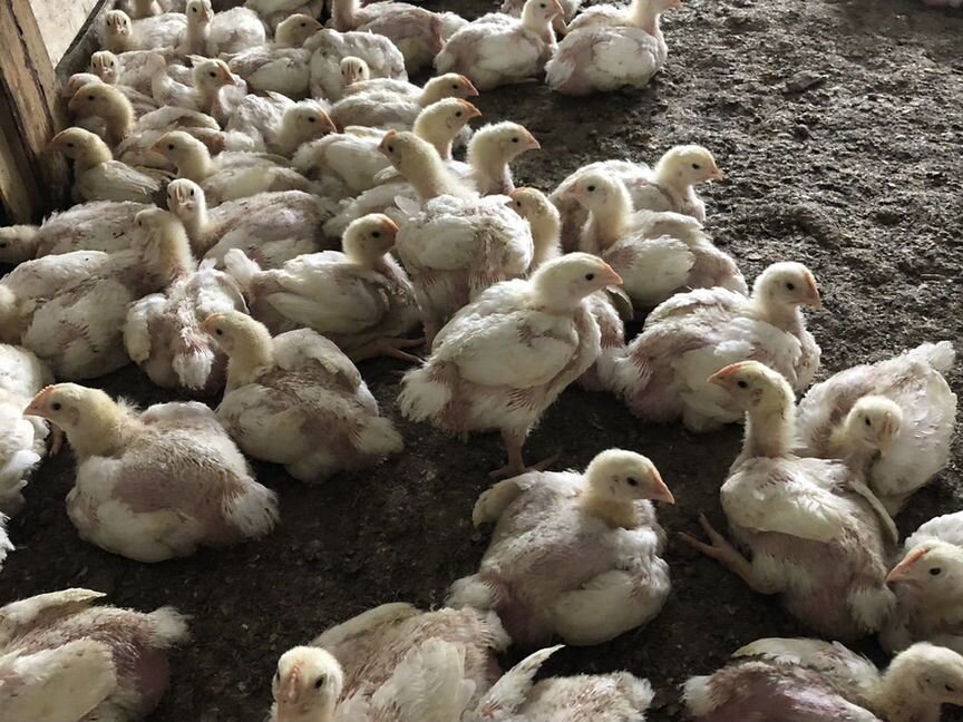 Продаются циплята бройлерных пород