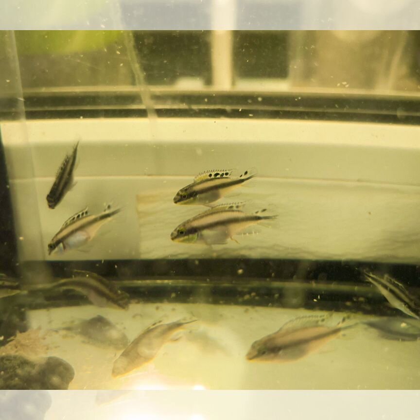 Аквариумные рыбки пельвикохромис