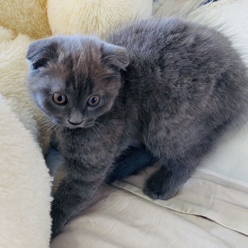 Шотландские вислоухие котята