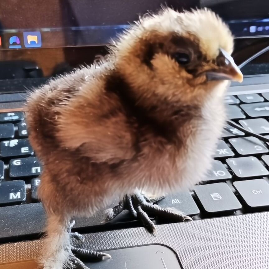 Цыплята Шелки, Уйхеилюй, Фавероль