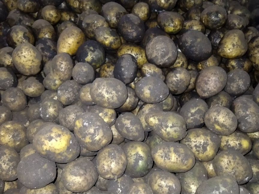 Картофель на корм скоту