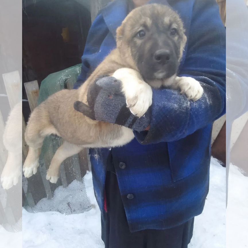 Среднеазиатская овчарка, щенок