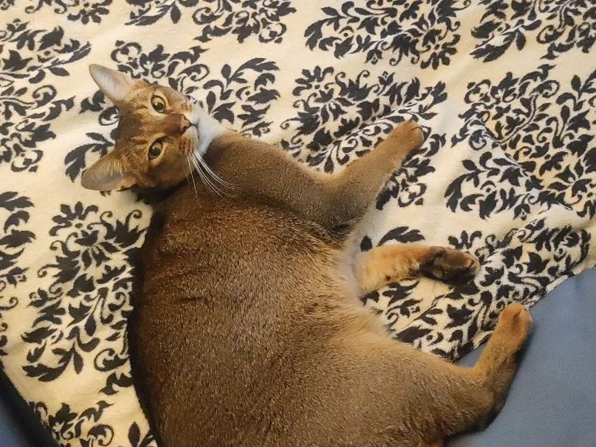 Абиссинские котята