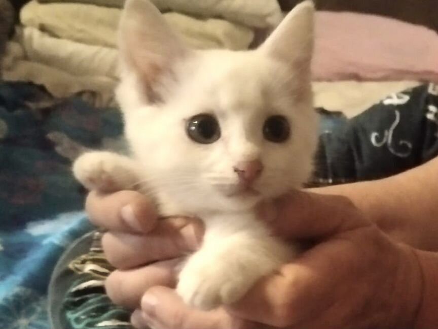 Отдам в добрые руки мальчик котенок