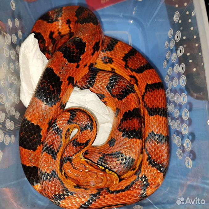 Змея маисовый полоз