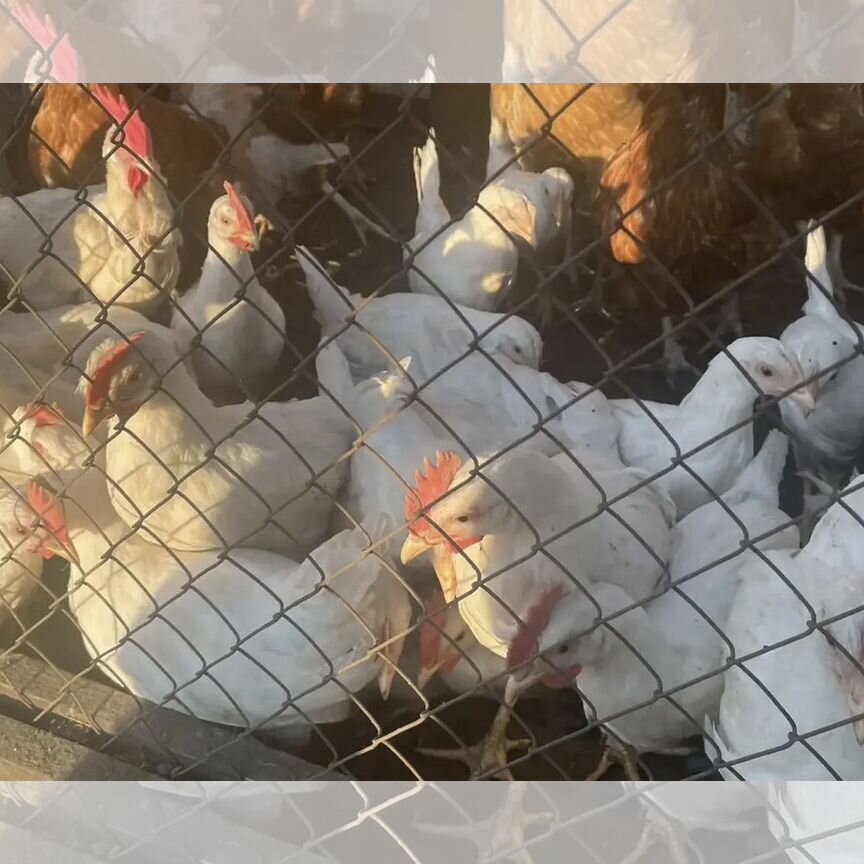 Продам молодых несушек и Петушков Леггорн