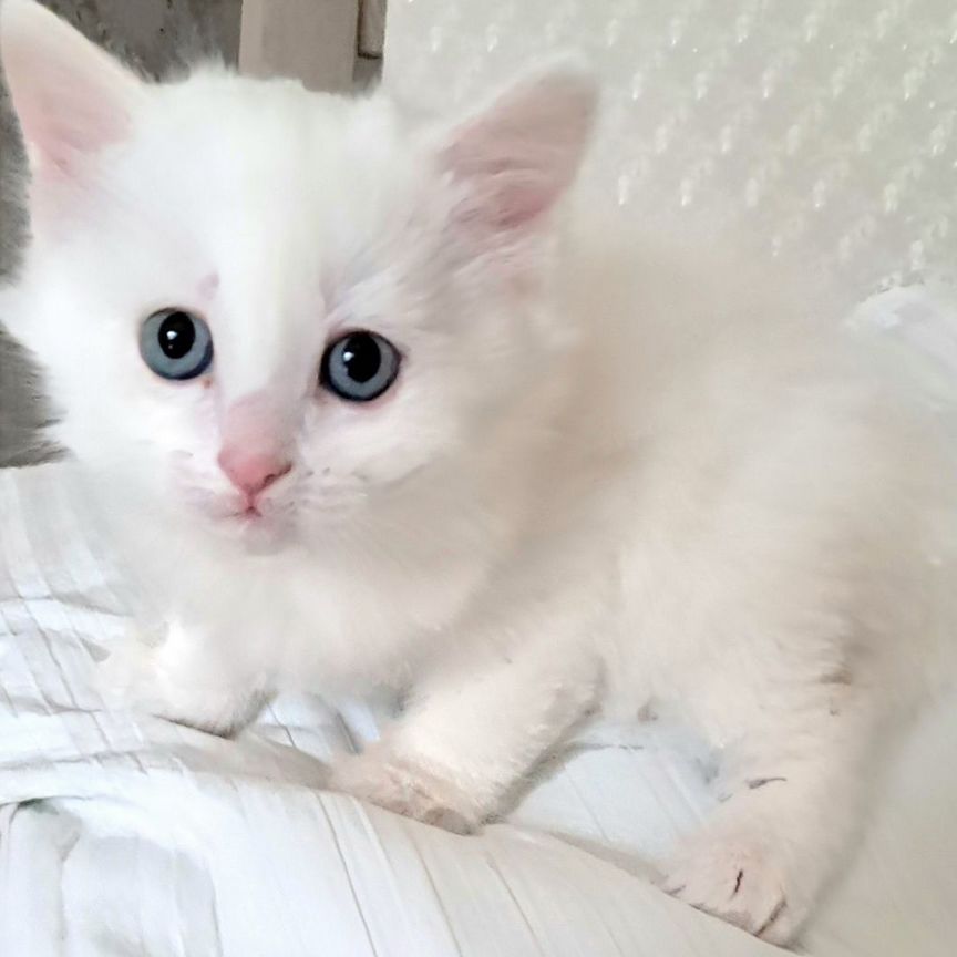 Невский маскарадный котёнок