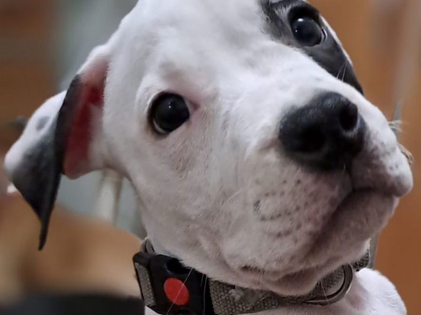 Шоу щенки стаффорд Документы FCI