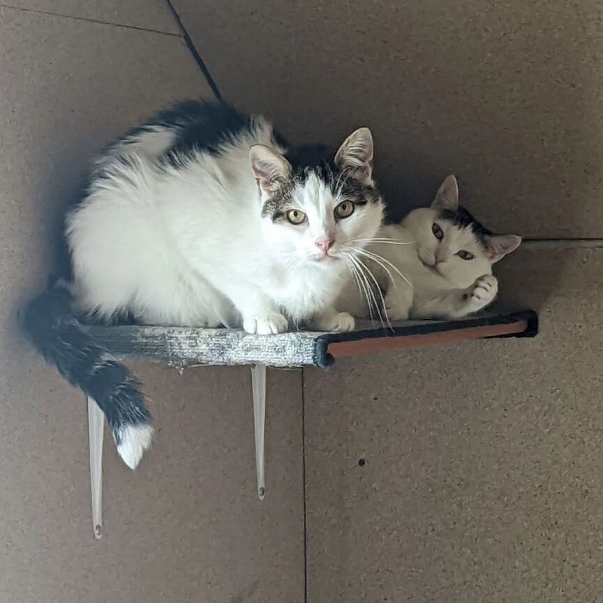 Кот и кошка ищут дом