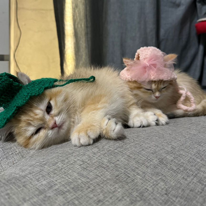 Британский короткошёрстный котёнок
