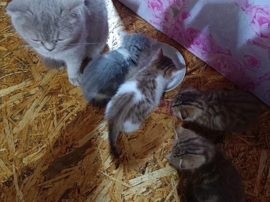 Шотландские котята