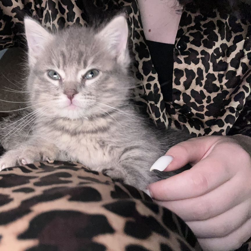 Британский короткошёрстный котёнок