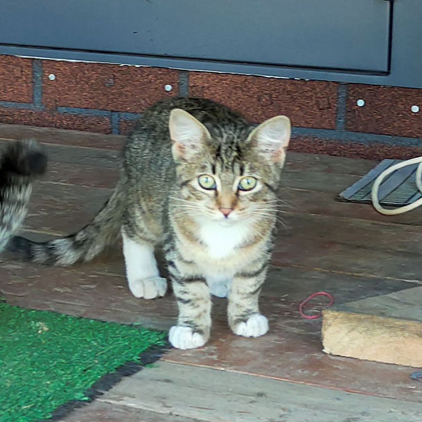 Отдам в добрые руки котенка девочку