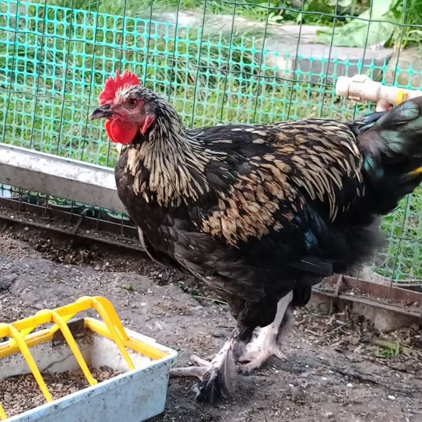 Куры молодки несушки