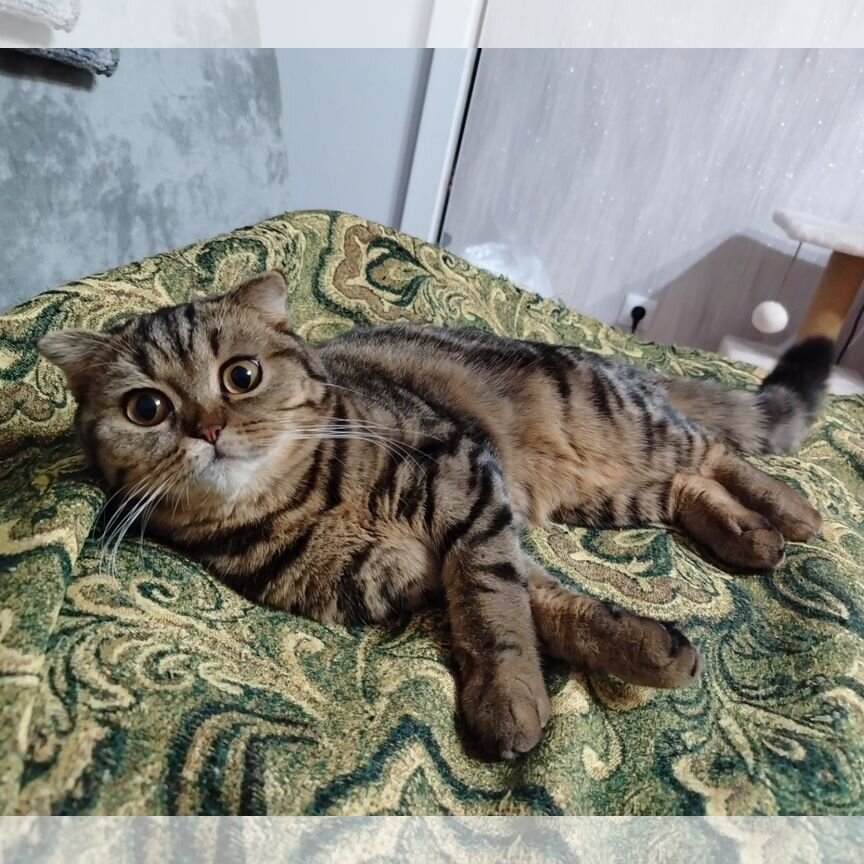 Кошка в добрые руки
