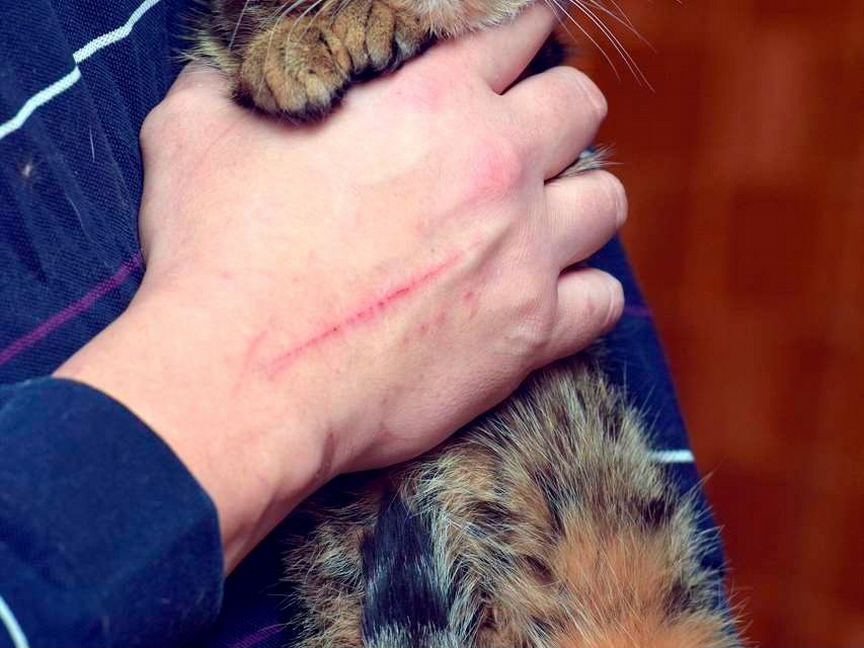 Котенок девочка 4,5 мес