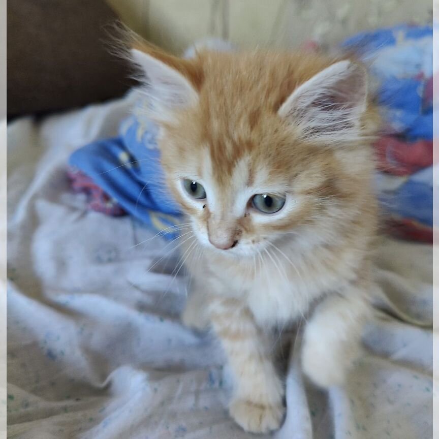Котёнок в добрые руки