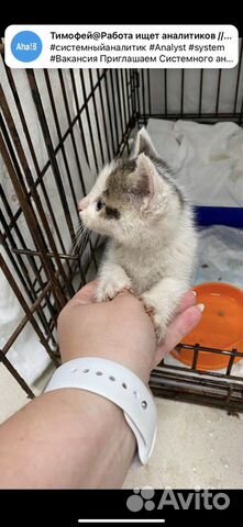Котенок, Кот