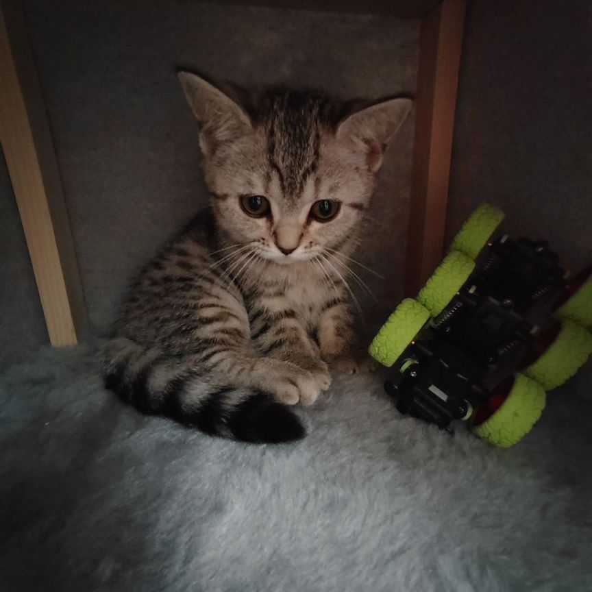 Шотландский котенок