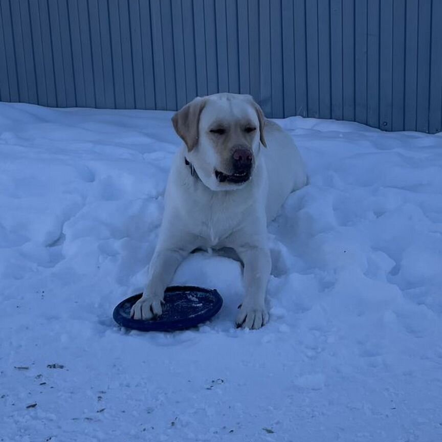 Лабрадор-ретривер, щенок