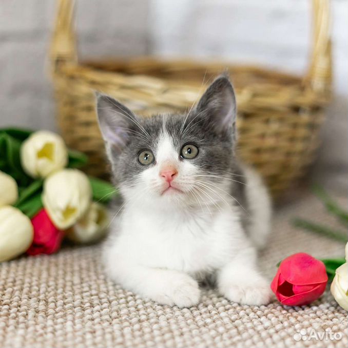Котомальчик