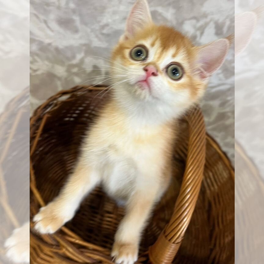 Шотландские золотые шиншиллы котята