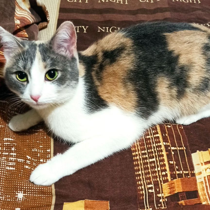 Отдам бесплатно кошечку