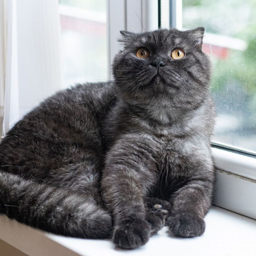 Котик в ответственные руки