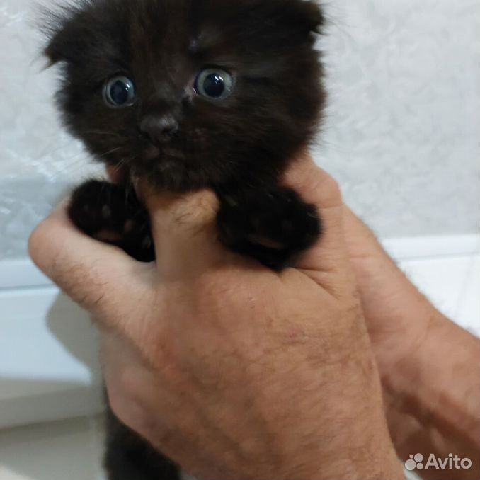 Черный котенок вислоухий