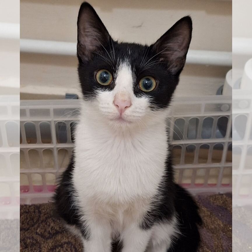 Котенок Матильдочка