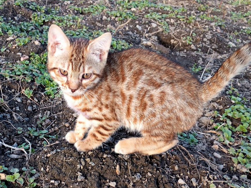 Оцикет котята