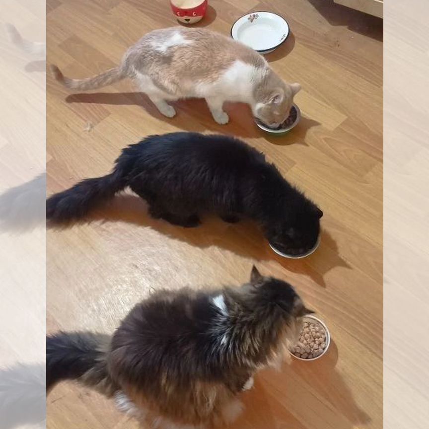 Взрослый кот в добрые руки