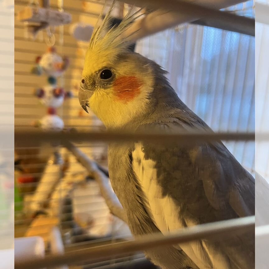 Попугай корелла