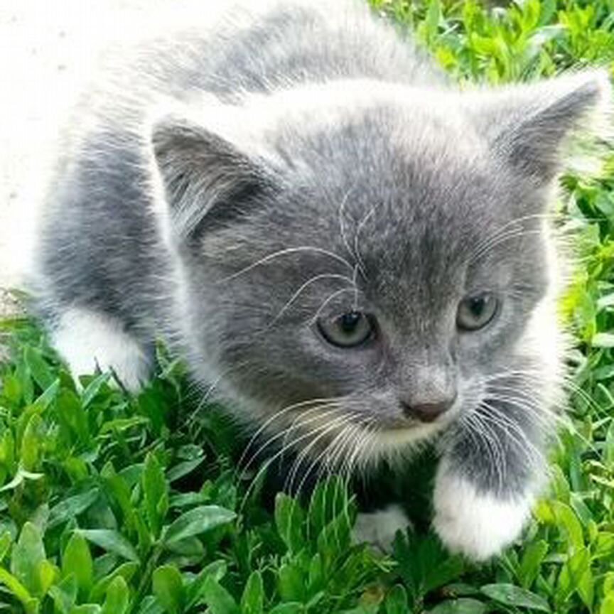 Котёнок в добрые руки