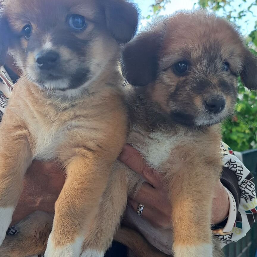 Маленький пушистый друг