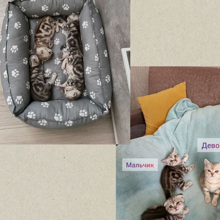 Шотландский вислоухий короткошёрстный котёнок