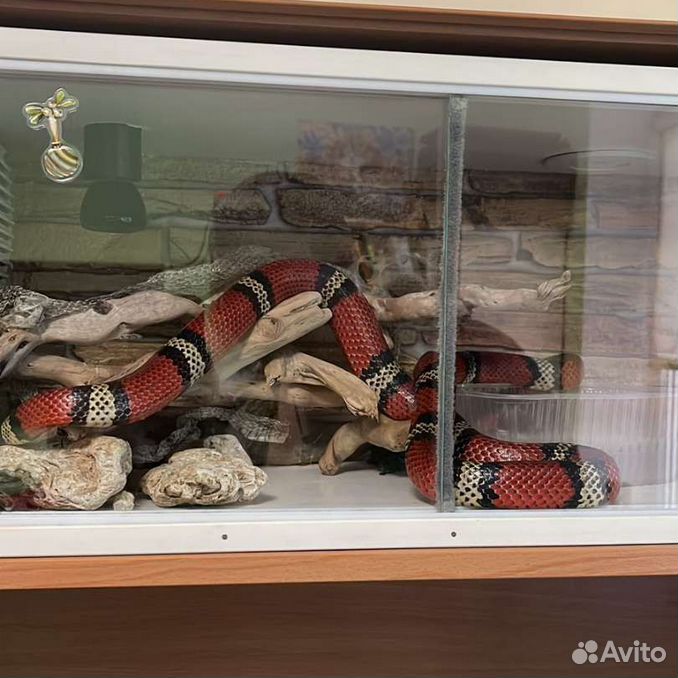 Молочная змея