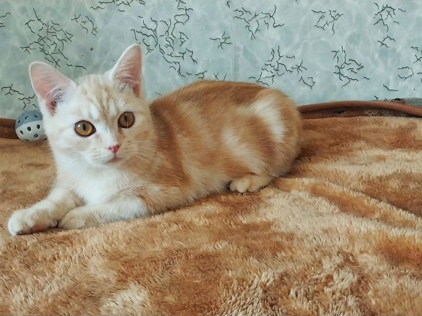 Котята коротколапики