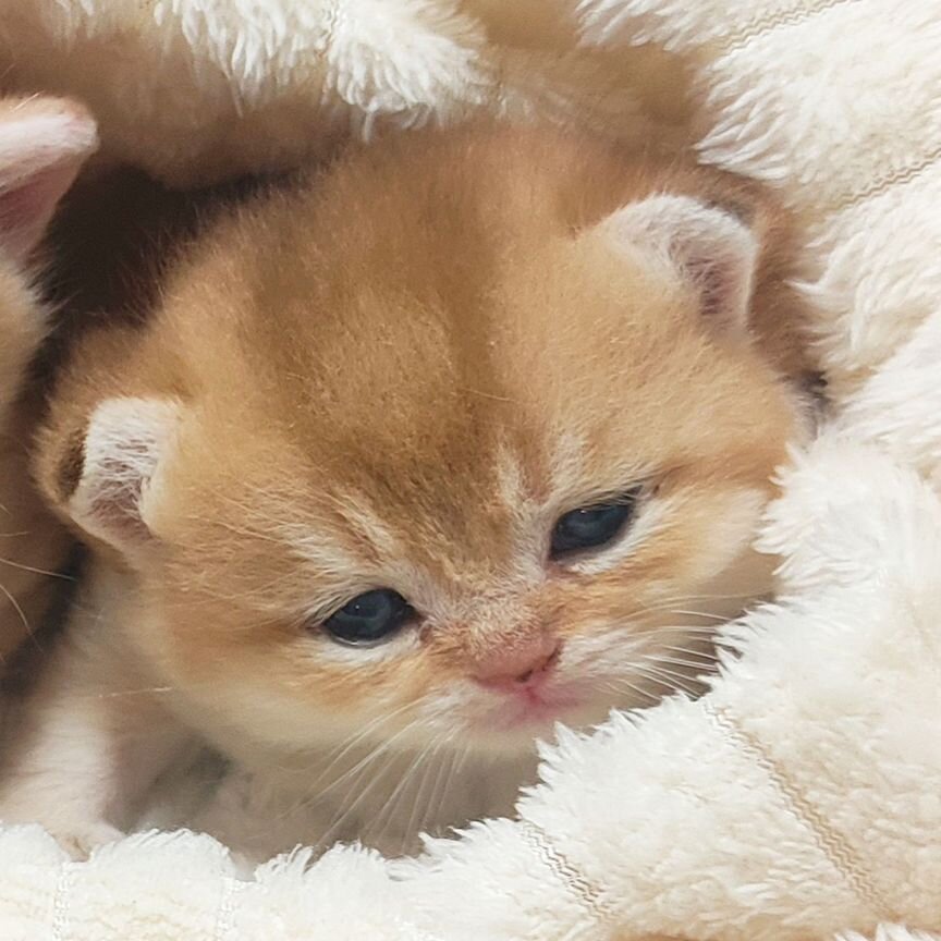 Котики