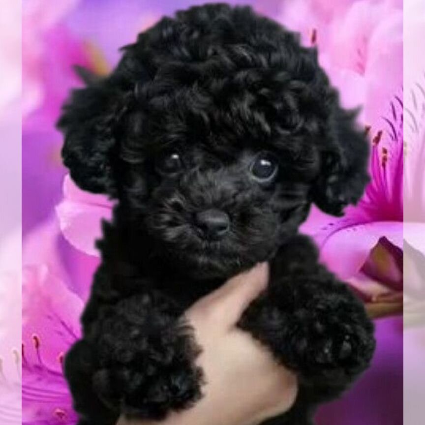 Той-пудель, щенок