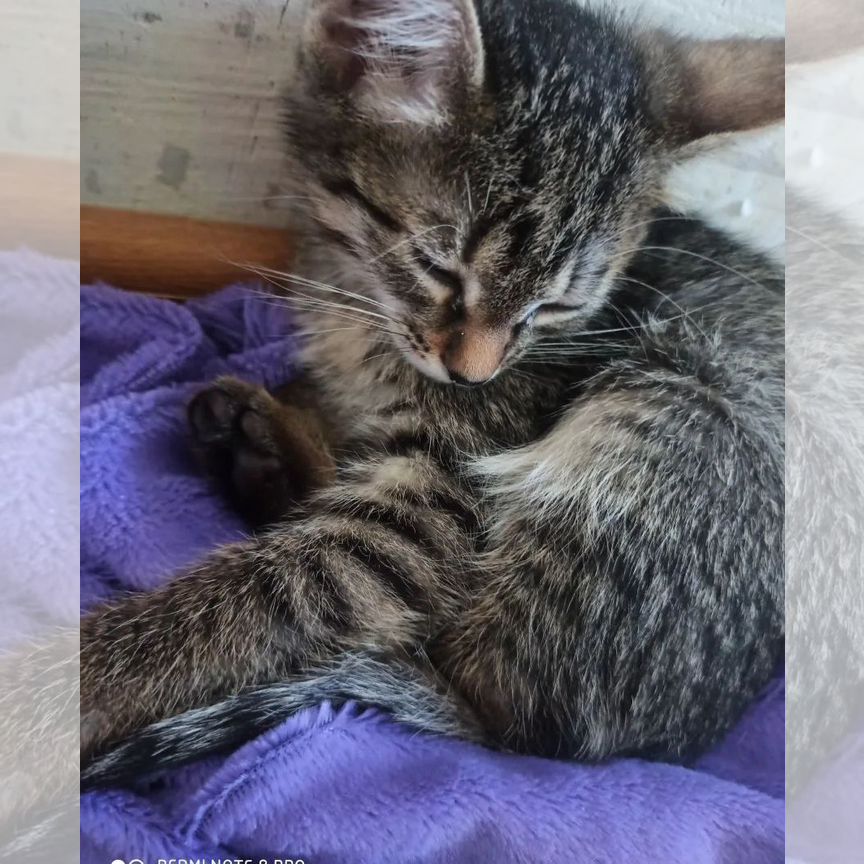 Котёнок в добрые руки