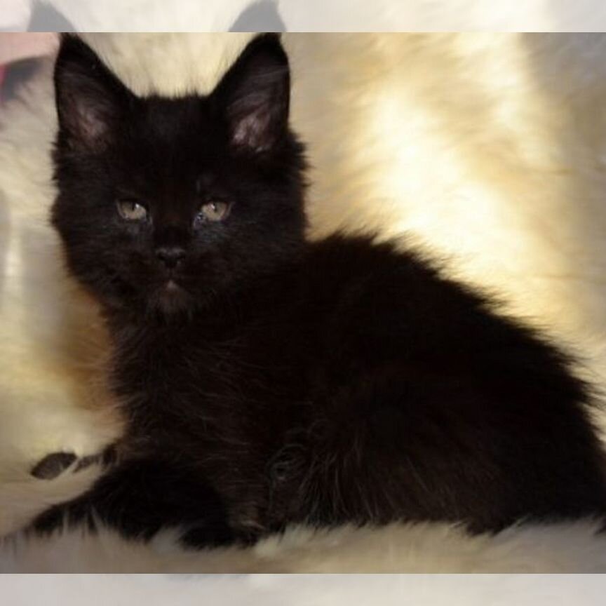 Мальчик Мейн Кун