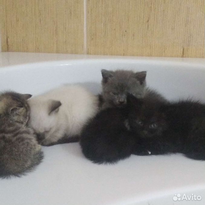 Плюшевые детки