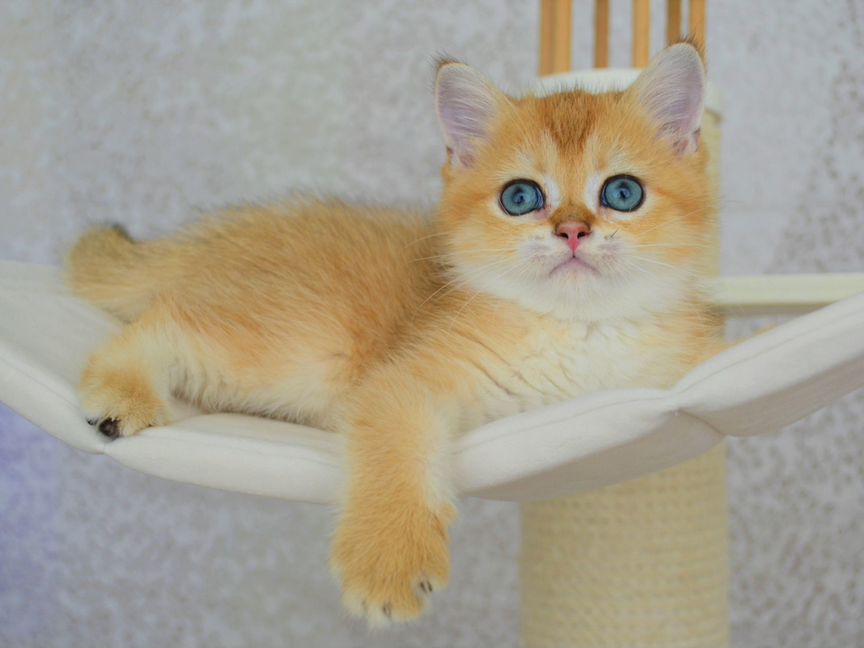 Котик золотая шиншилла (SFS 71)