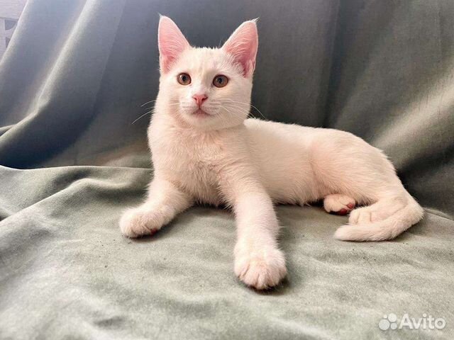 Кошка в дар бесплатно