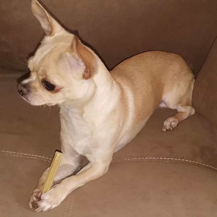 Чихуахуа для вязки